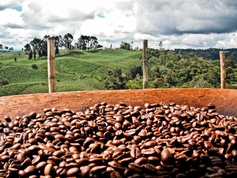 Meet the Farmers: The Faces Behind Your Cup of Coffee - Coffee Lovers
